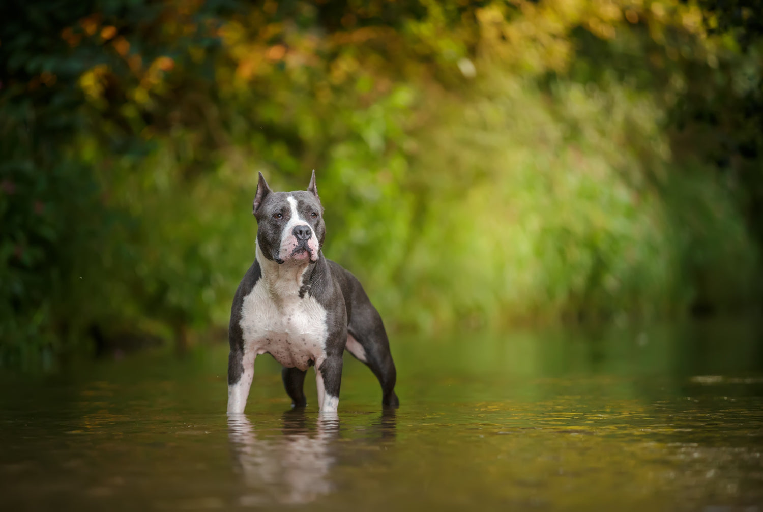 Dog Breed Information – Page 3 – My Healthy Dog
